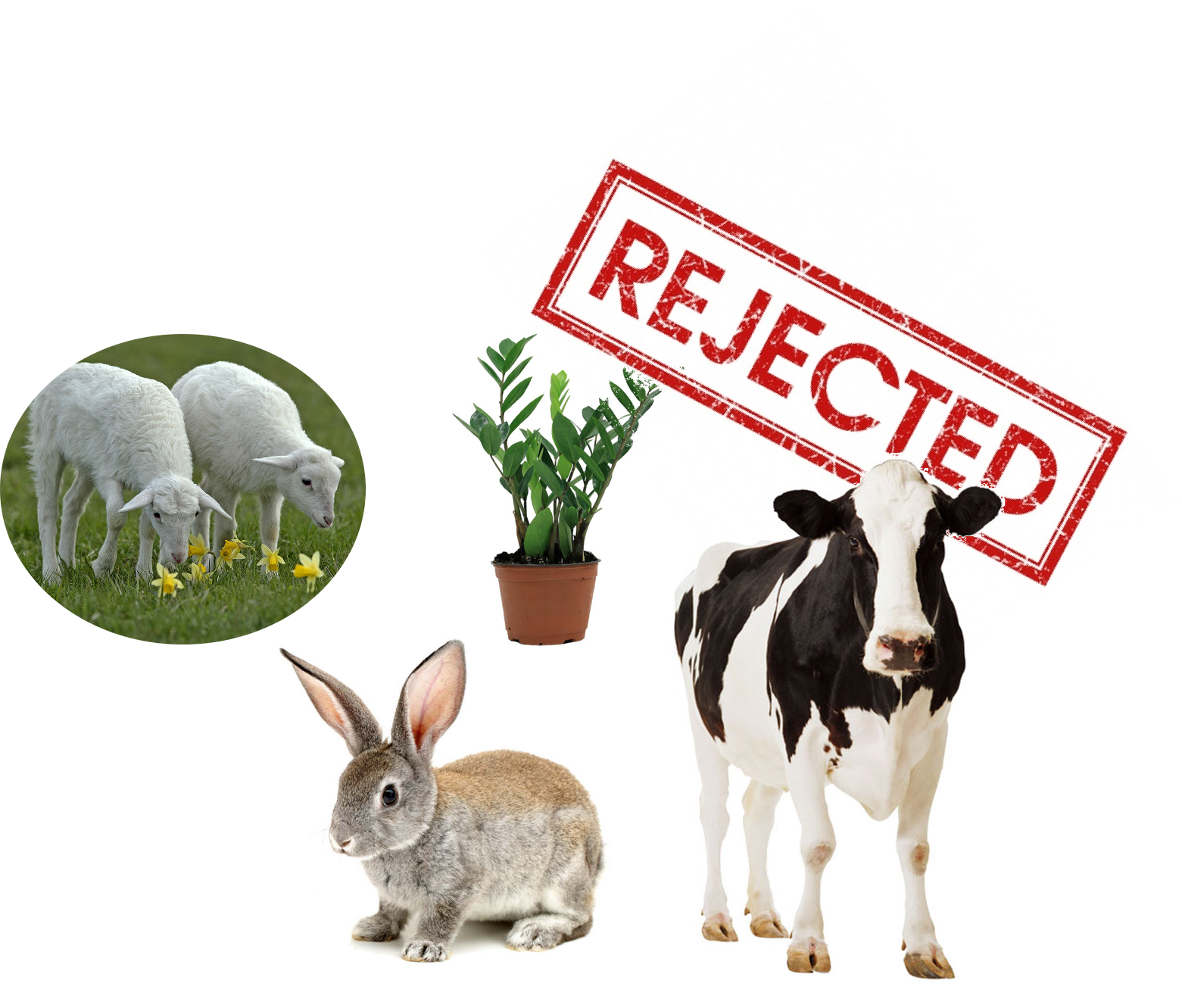 Are Animal Stem Cells and Plant Stem Cells Legitimate? - Cell Quest